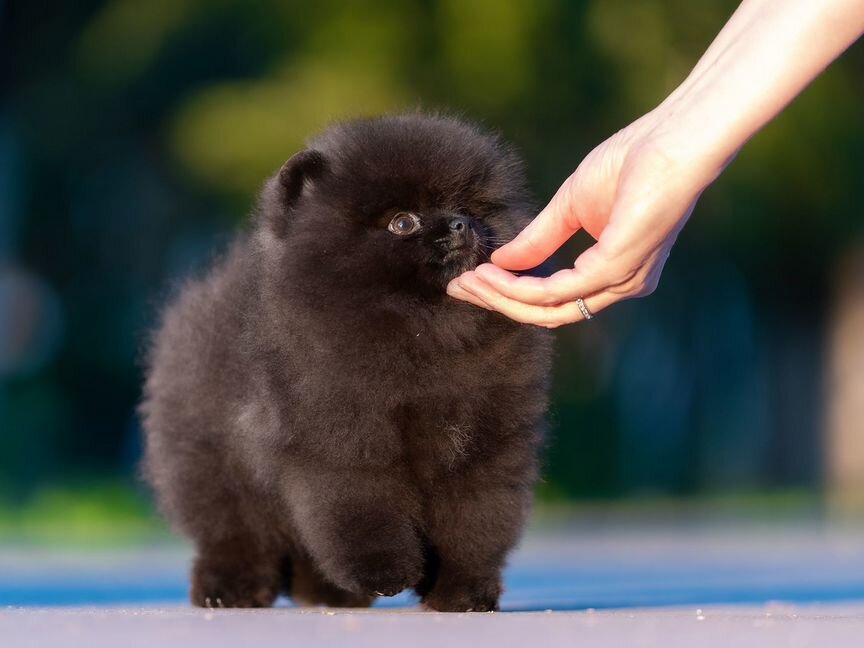 Померанский шпиц мини
