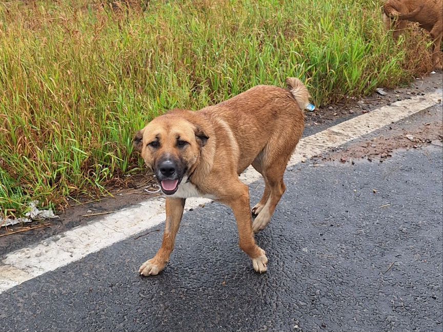 Собака в добрые руки