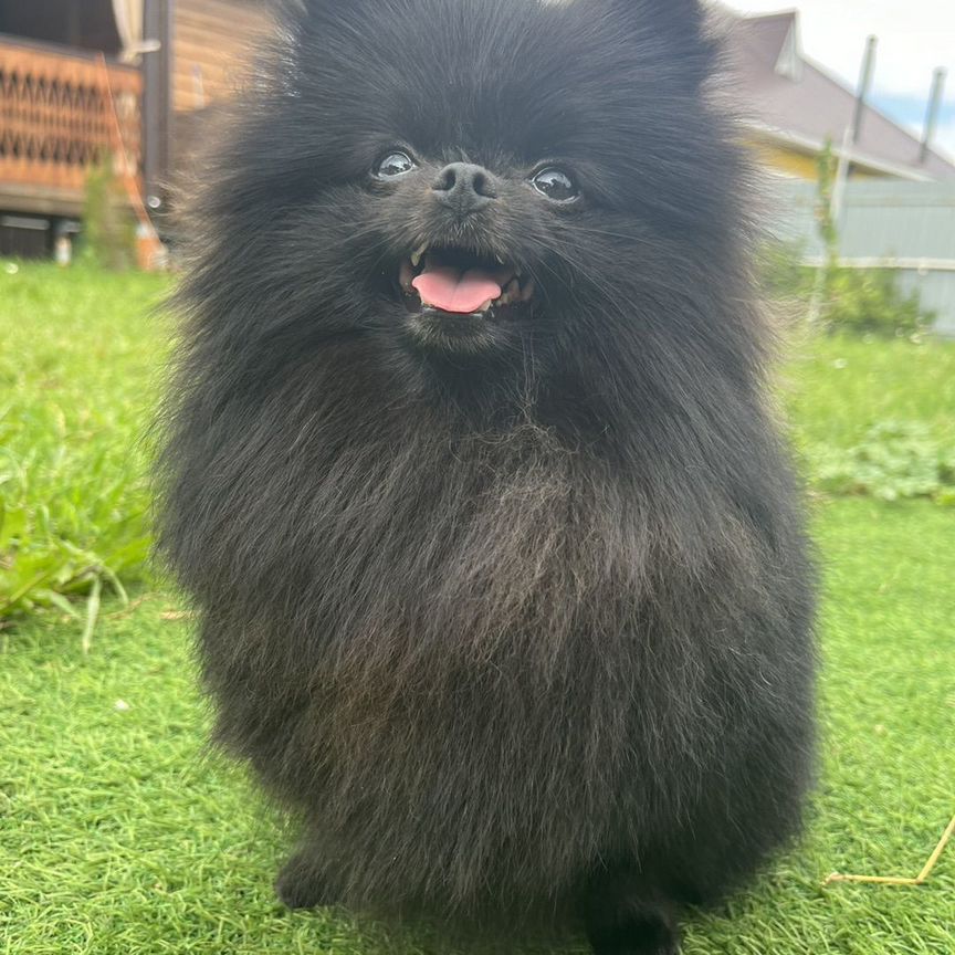 Шпиц вязка Не продается