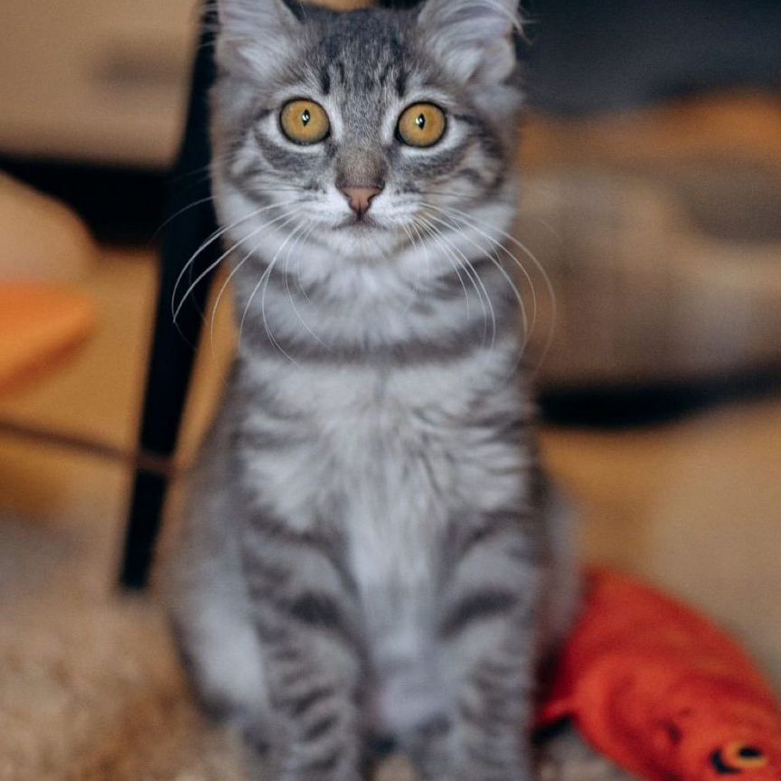 Котенок красотка Ника в добрые руки