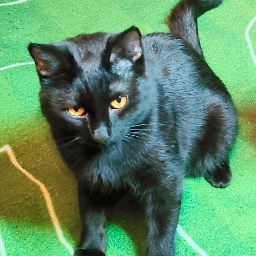 Котята и коты