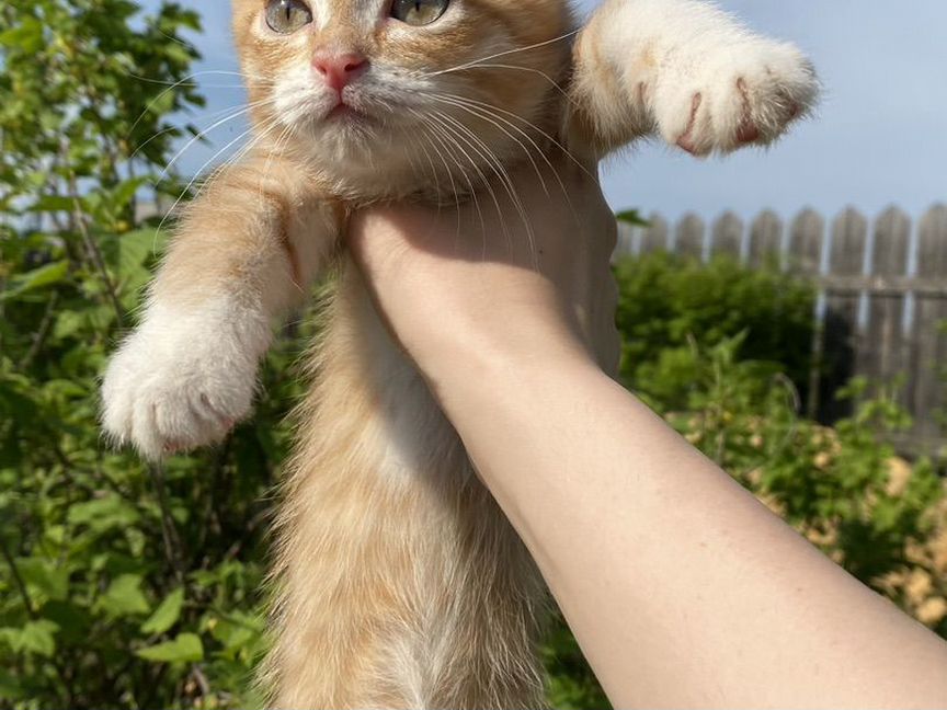 Рыжий котенок девочка