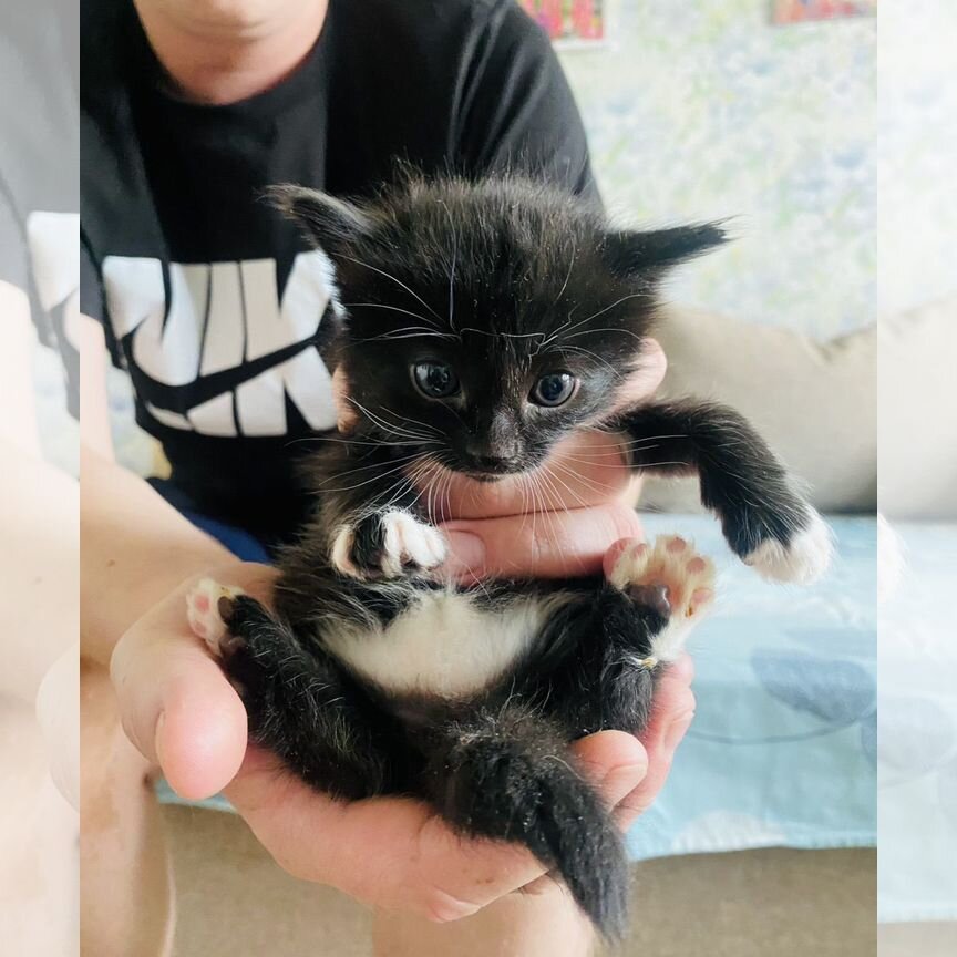 Котёнок в добрые руки