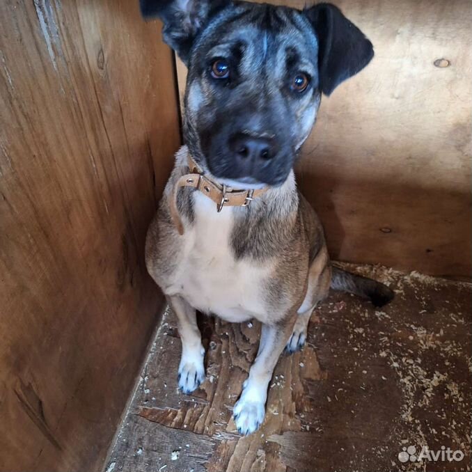 Любвеобильная собака нуждается в домашней любви