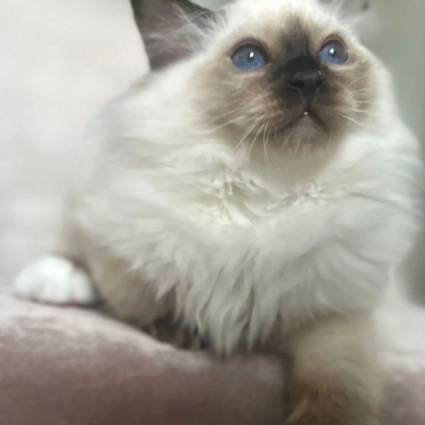 Котята Священная бирма