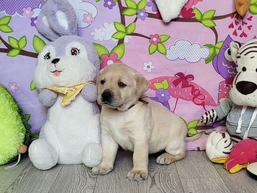 Продаются Щенки лабрадора