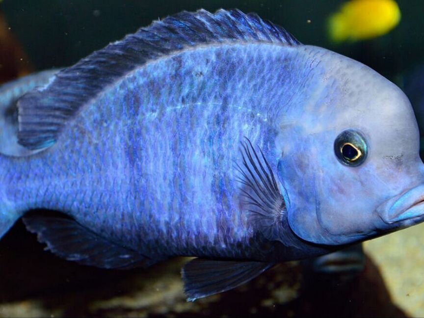 Рыба голубой дельфин