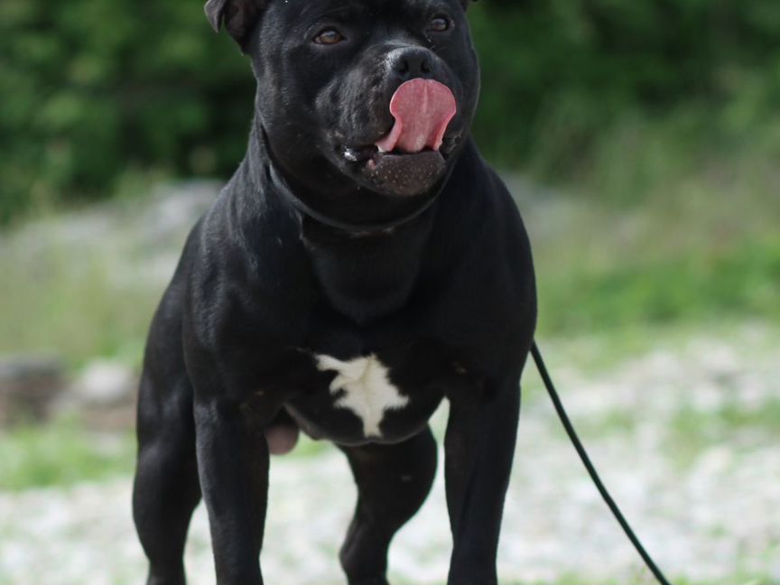 Малыши английского стаффордширского бультерьера