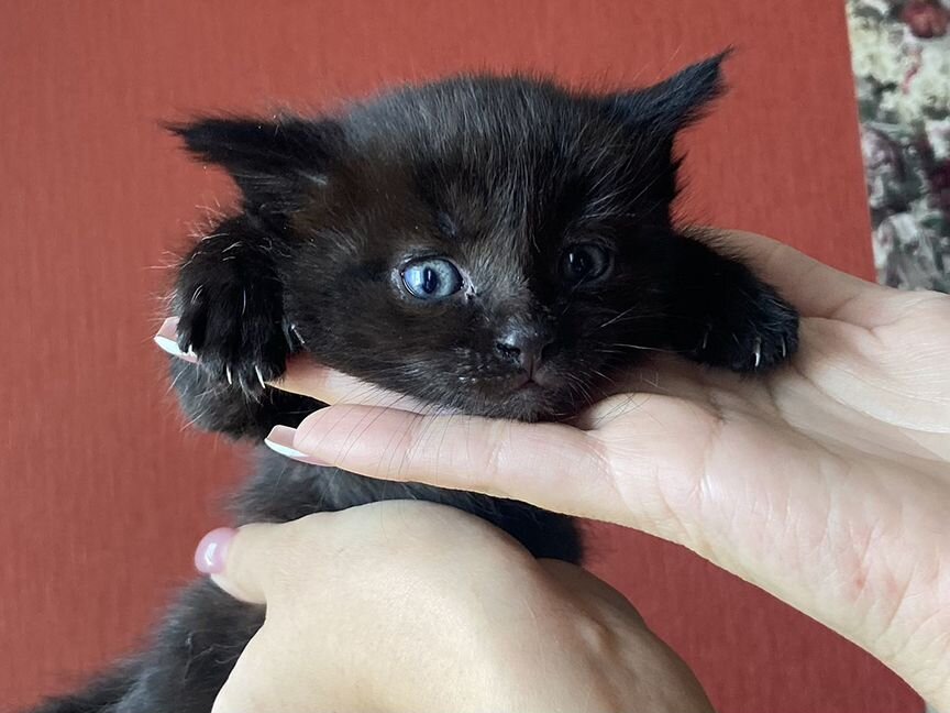 Котята в добрые руки, 1 месяц, к лотку приучены