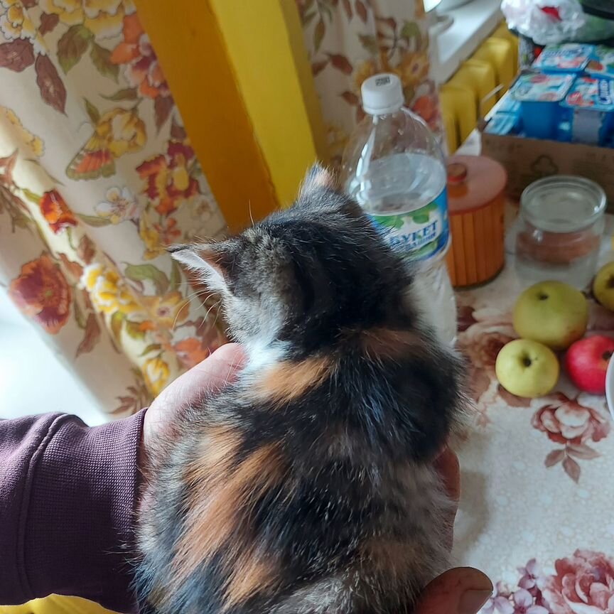 Котенка трехшерстного в добрые руки