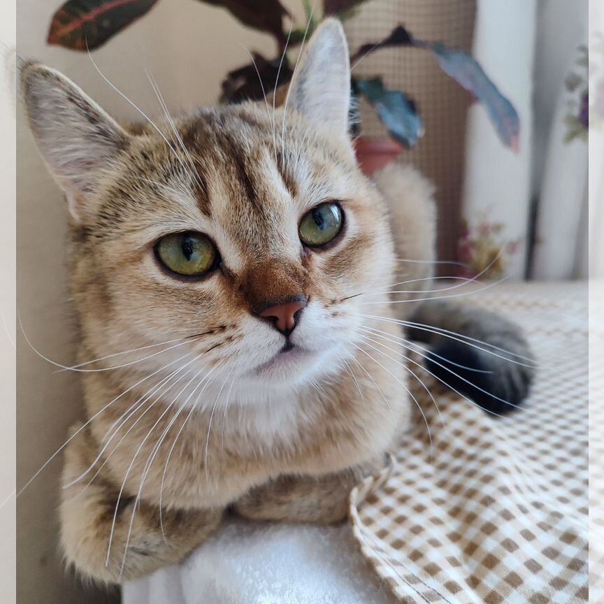 Шотландская прямоухая короткошёрстная, взрослая кошка