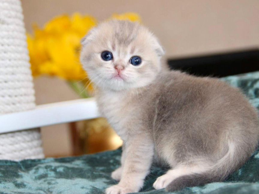 Элитный шотландский вислоухий котик