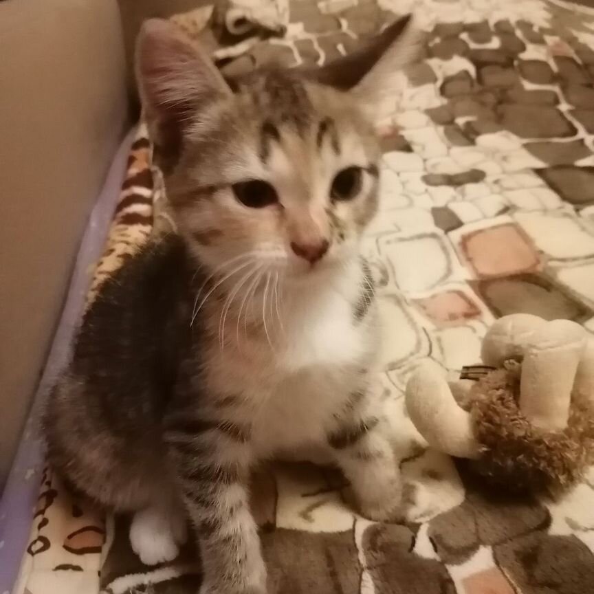 Котёнок-девочка в добрые руки