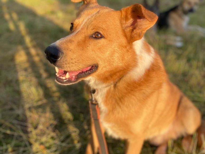 Солнечный пес Дик в добрые руки