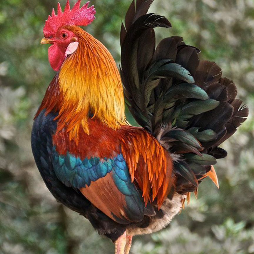 Куры петухи