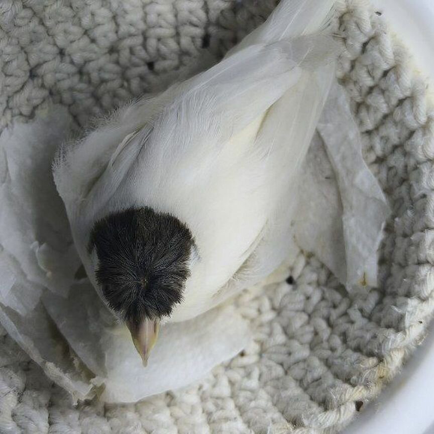 Кенара и канарейки черноголовые овсяного напева