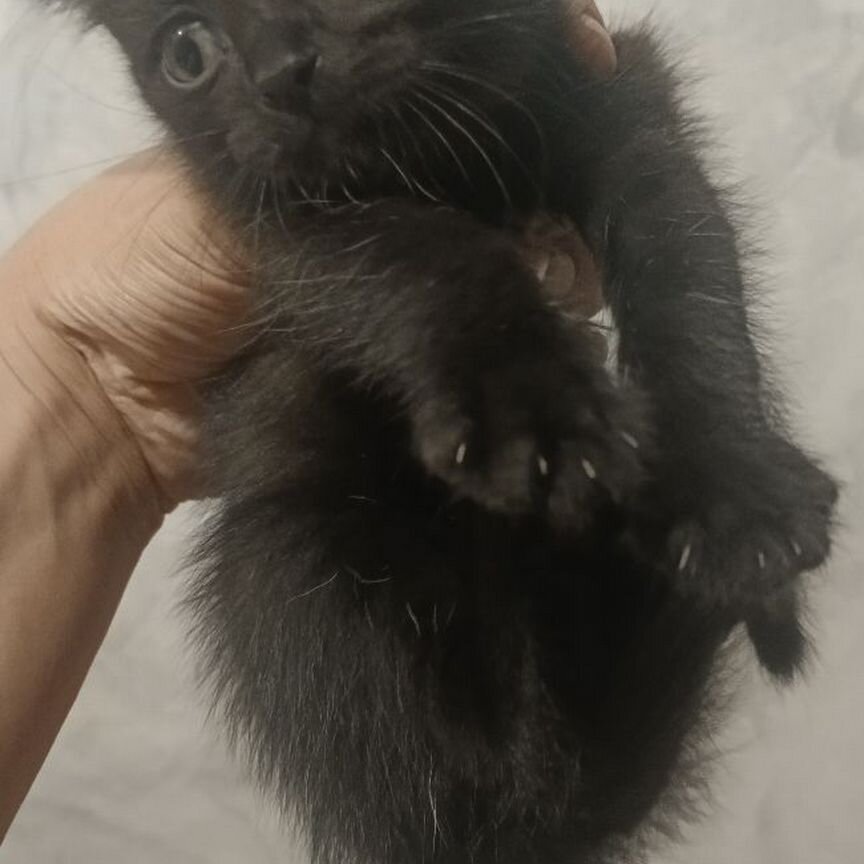Котята в добрые руки бесплатно мальчик