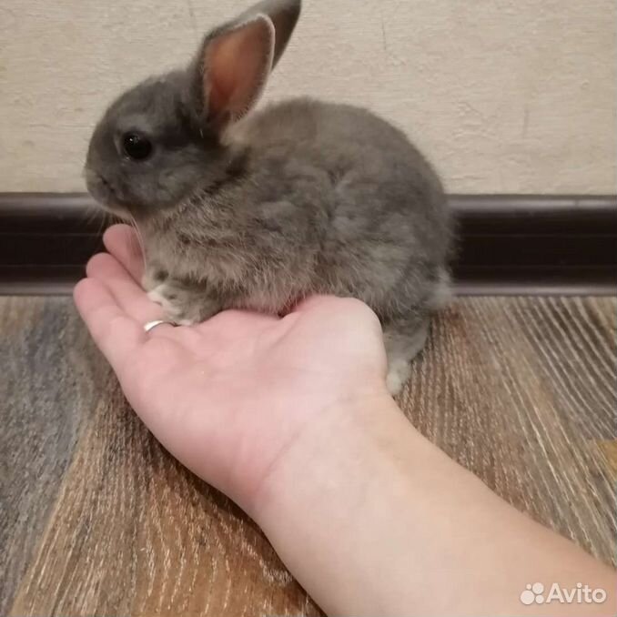 Декоративные крольчата