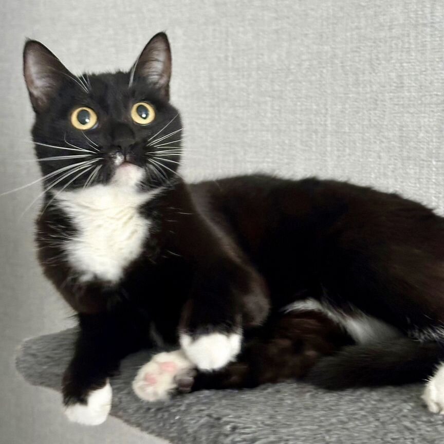 Приютите отказницу