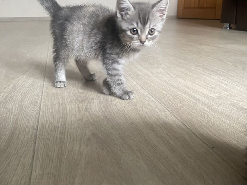 Котята от Британской кошечки