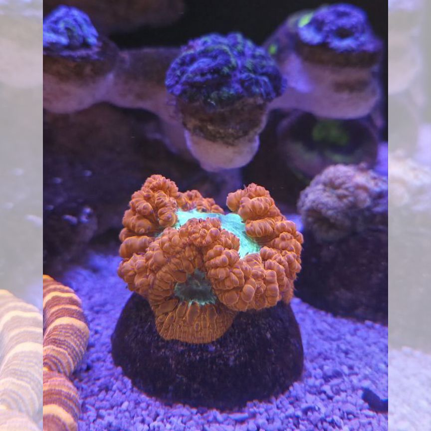 Бластомусса морской живой коралл