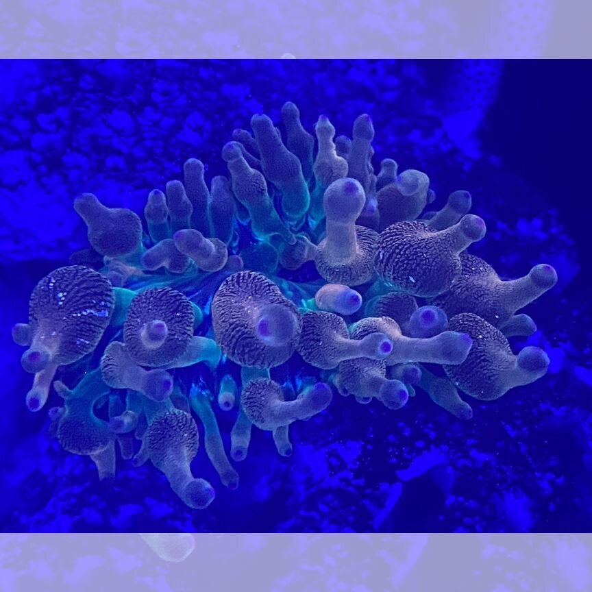 Актиния квадриколор оранжево-зеленая