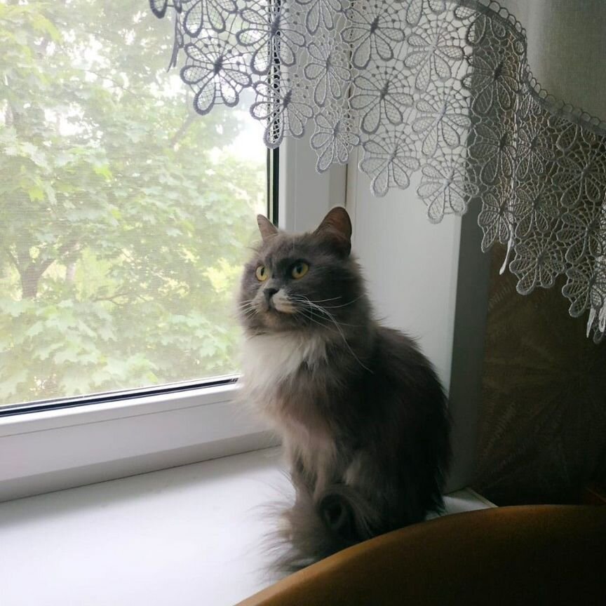 Котик Певуша