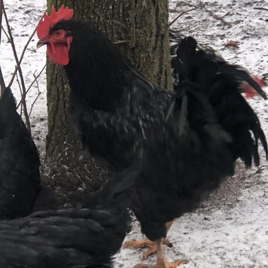 Домашние молодые петухи