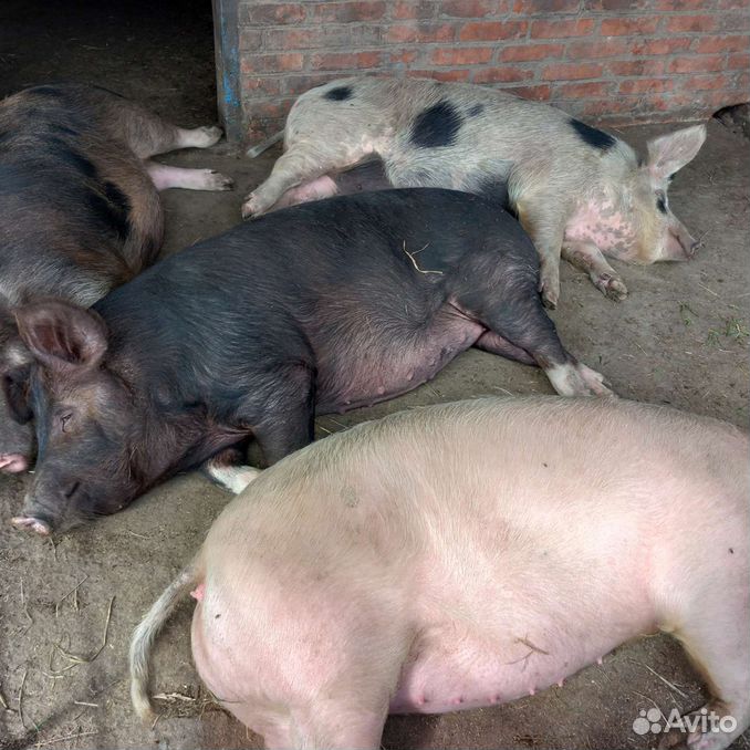 Ландрас и дюрок