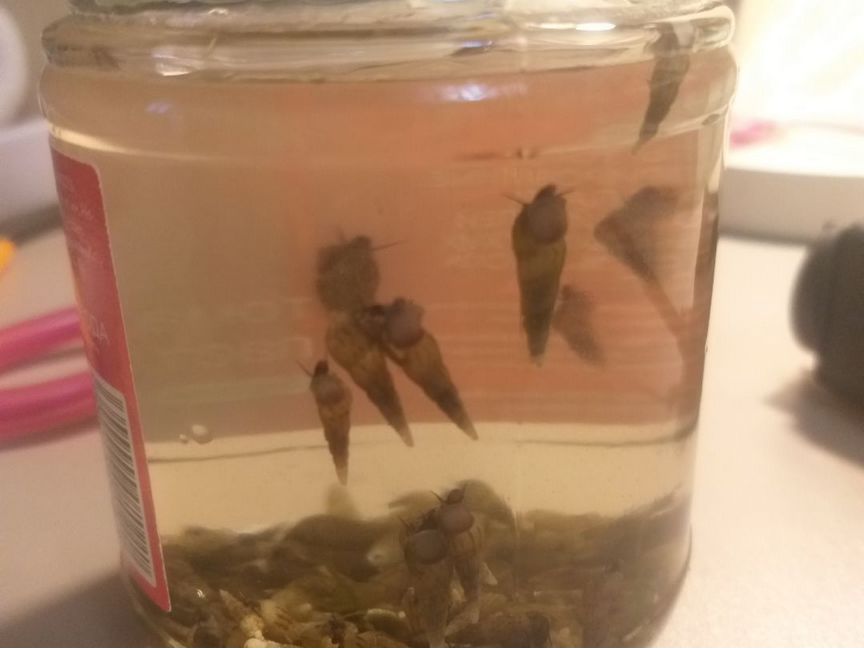 Отдам улиток меланий