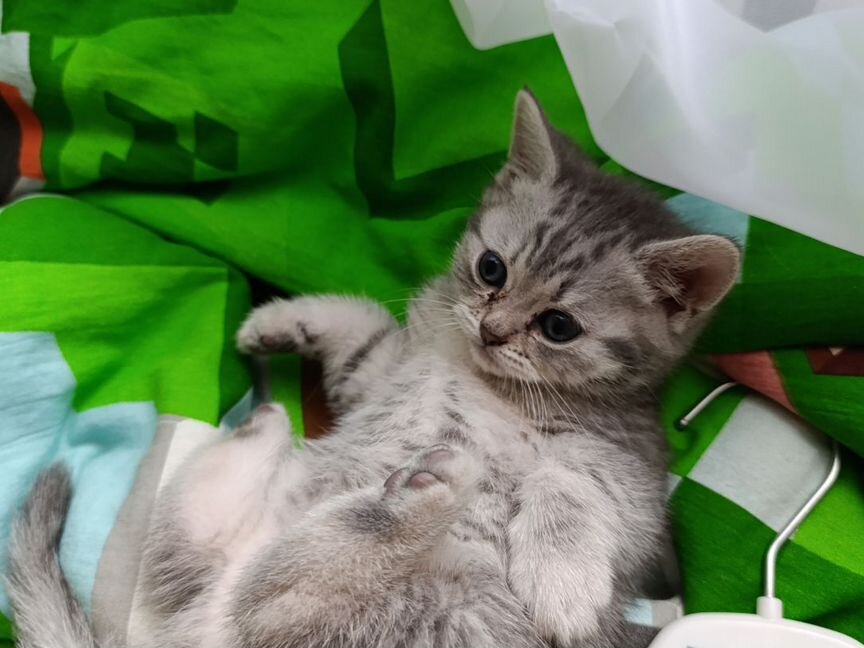 Шотландские котята