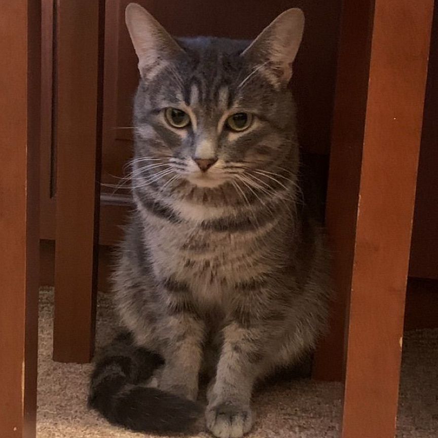 Котики