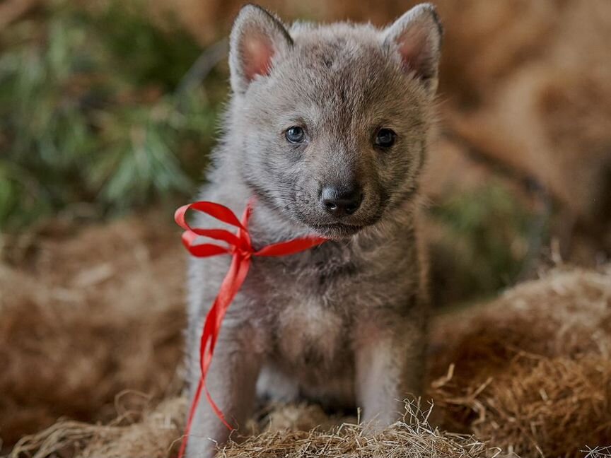 Щенки чехословацкого влчака