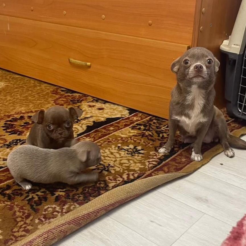 Продаю девочку чихуахуа