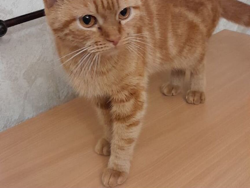 Хозяин старый или новый найдись