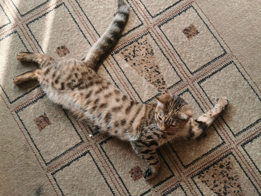 Котята 5 месяцев