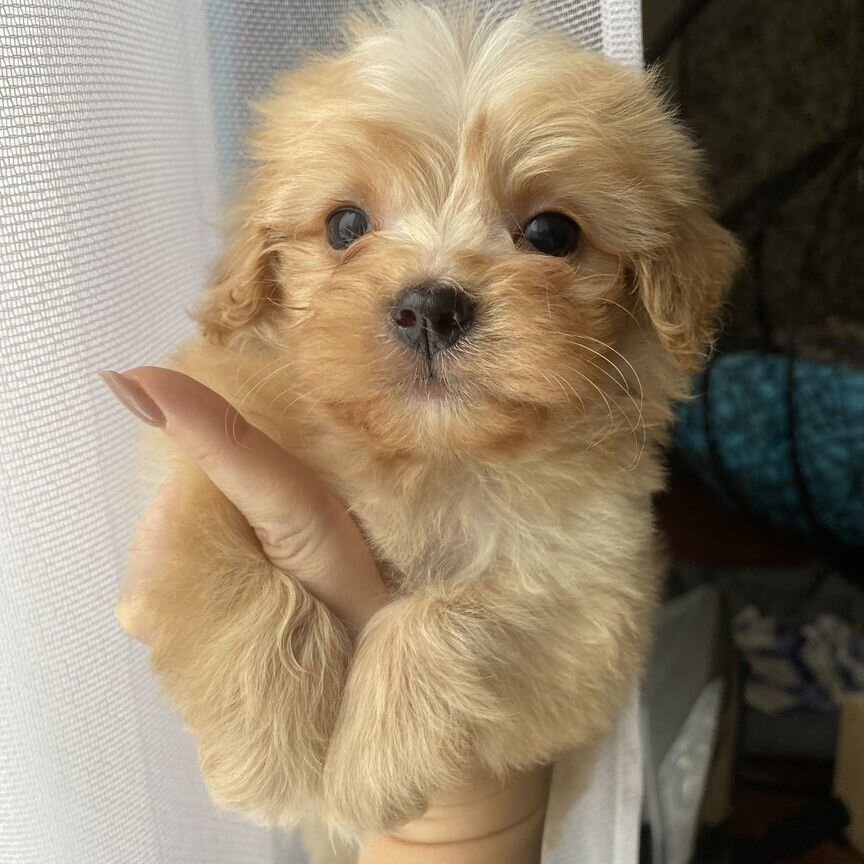 Мальтипу, щенок