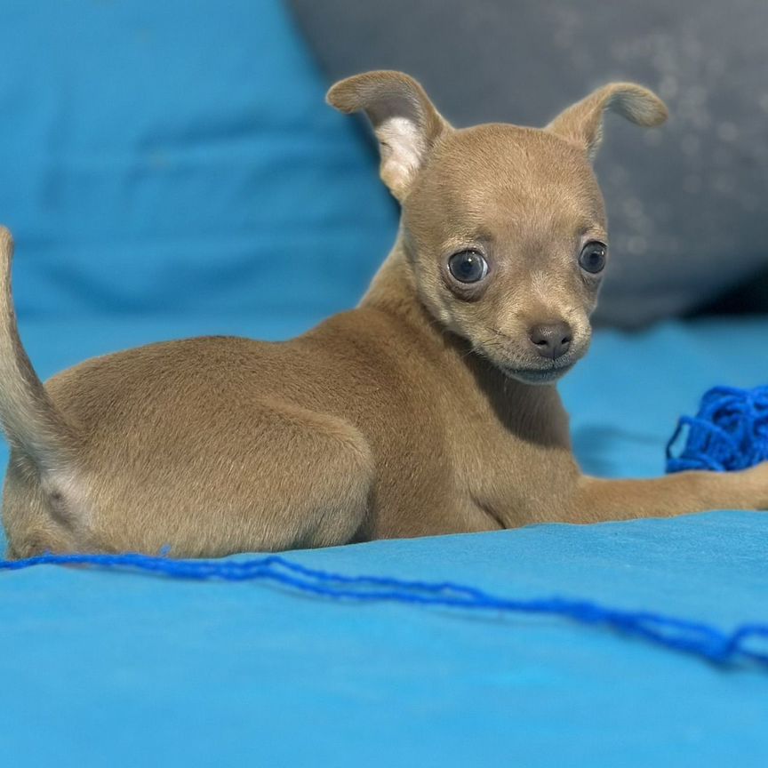 Мини той-терьер щенки