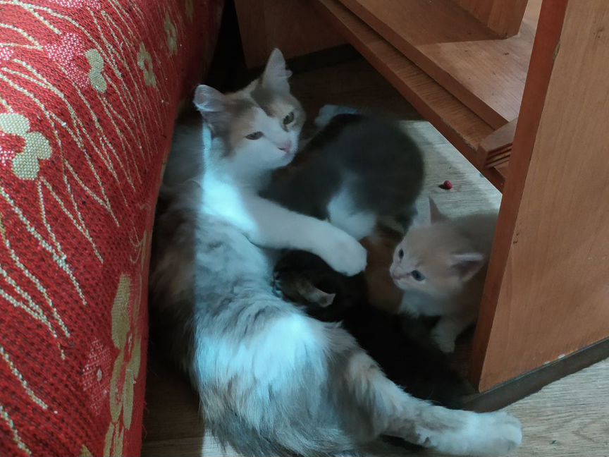 Отдам котят. Обращаться базарная18