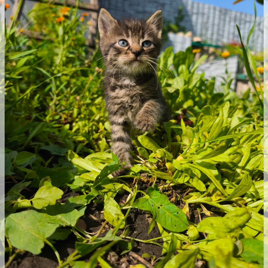 Котёнок в добрые руки