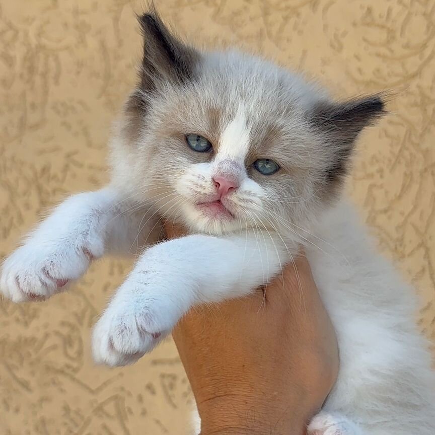 Рэгдолл котёнок