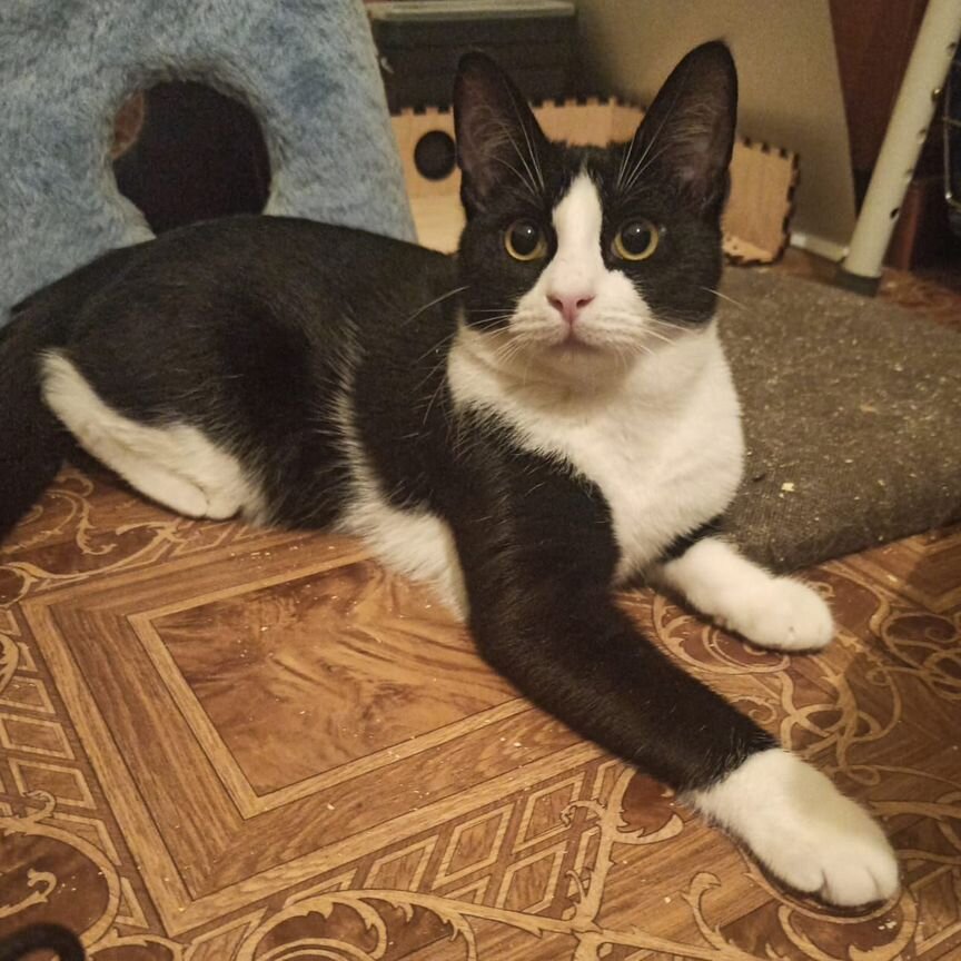 Котёнок Философ