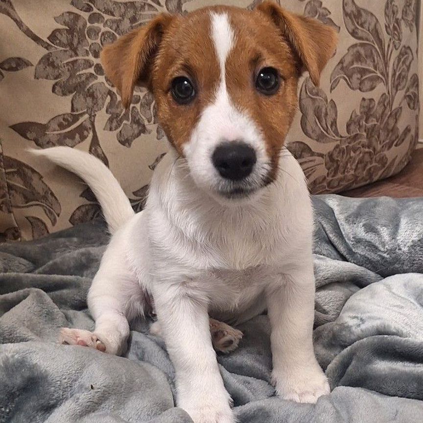 Джек-рассел-терьер, щенок