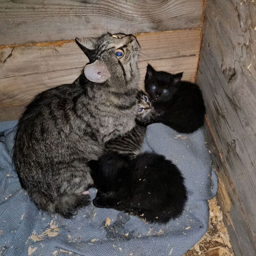 Кошка с котятами из сарая нуждаются в теплом доме