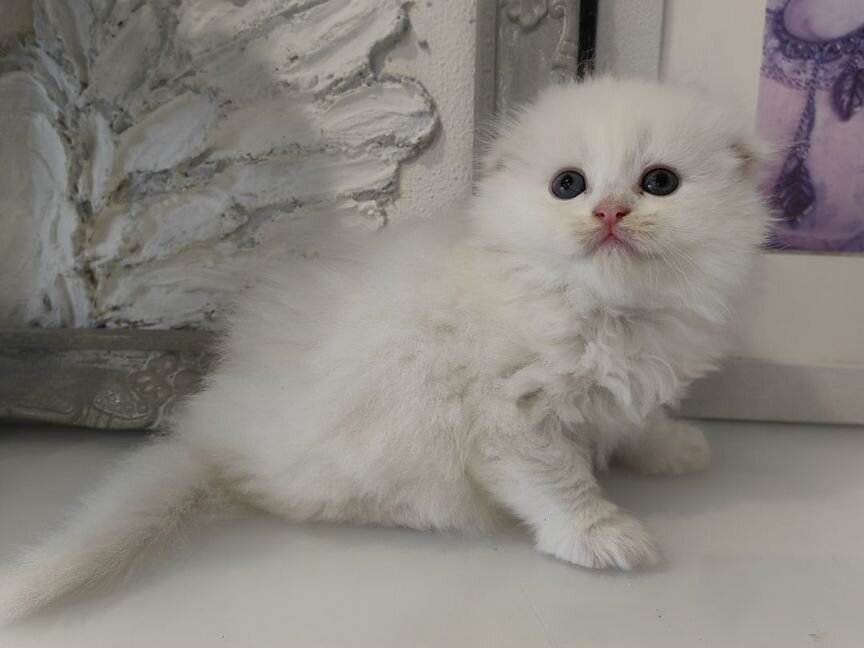 Шотландские котята