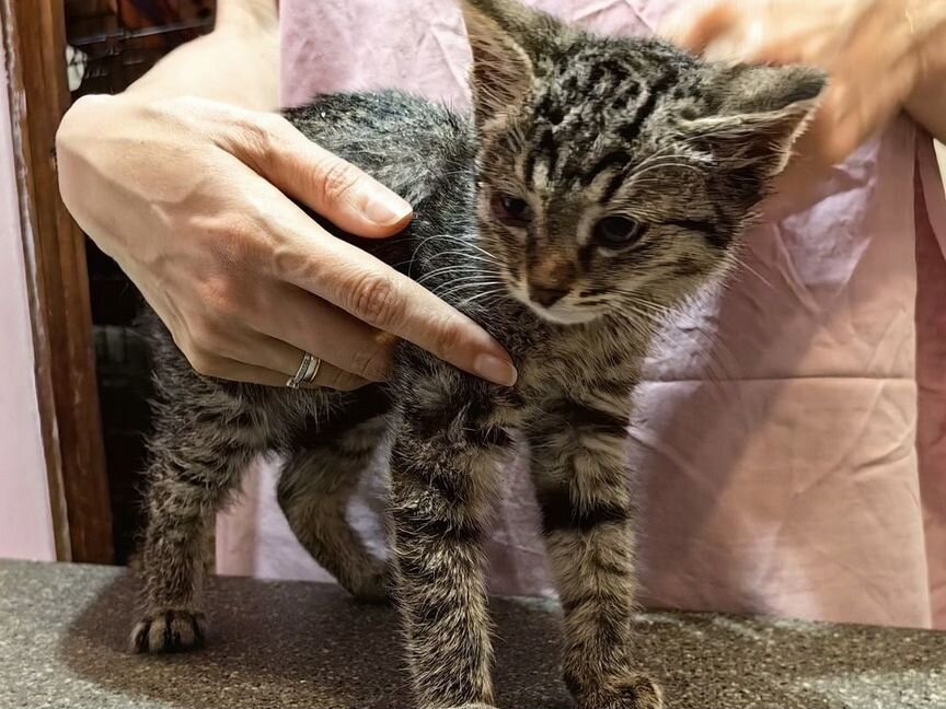 Котенок шпротик 2 мес мальчик