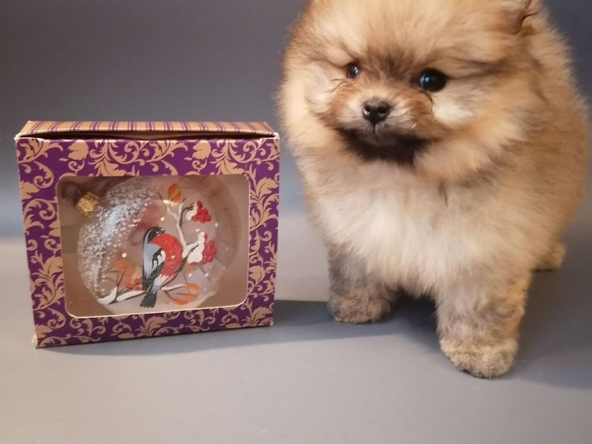 Щенки шпица