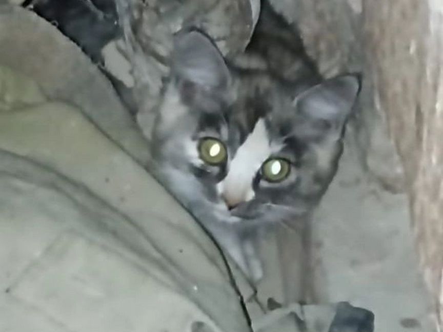 Усатый милаш ищет свою семью