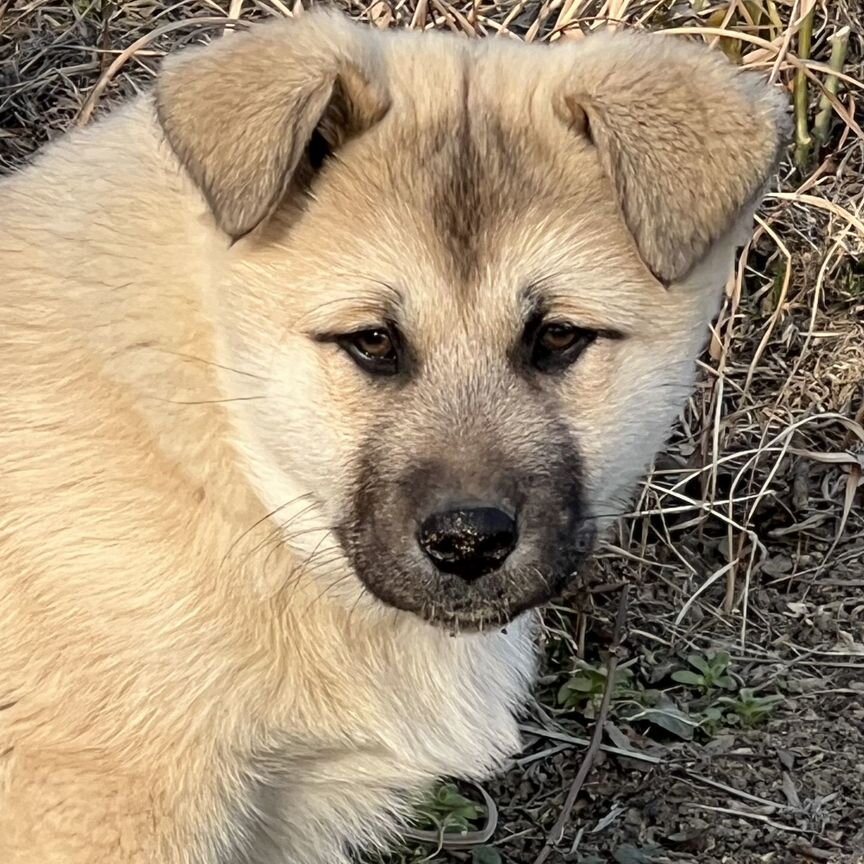 Отличный щенок бесплатно, кобель. Мать - акита ину
