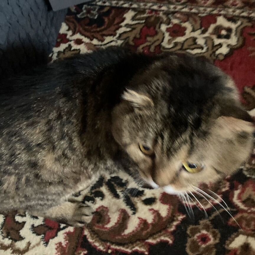 Вязка кота шотландца